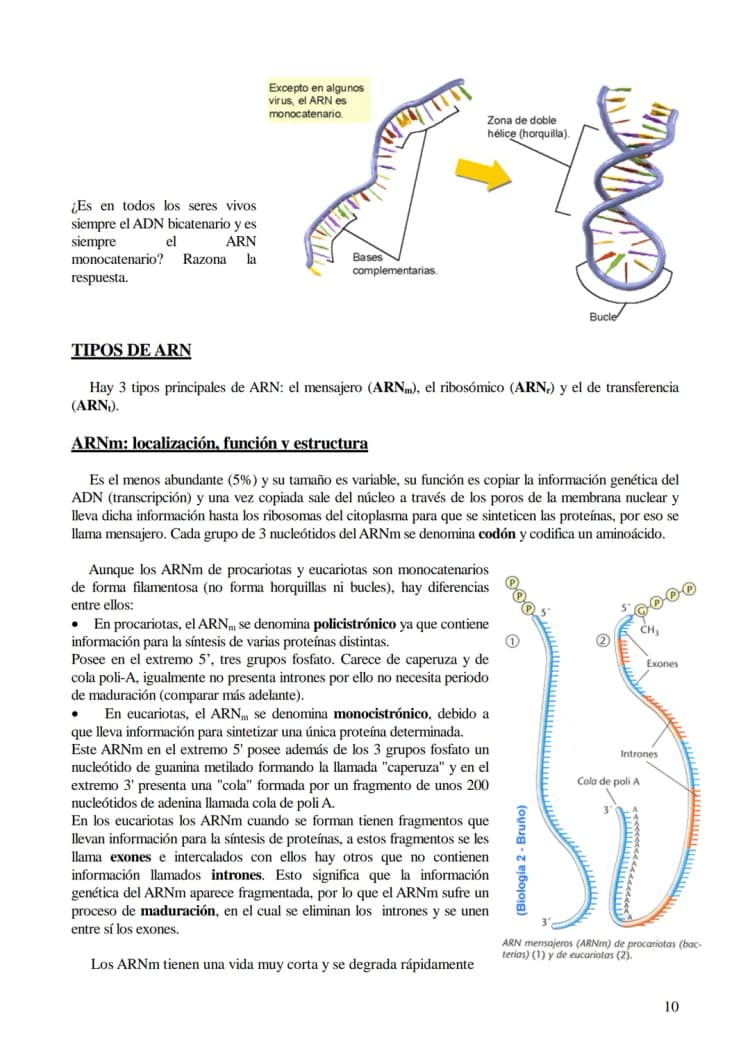 Hoja De Trabajo Con Respuestas Sobre Proteínas De Adn Y Arn