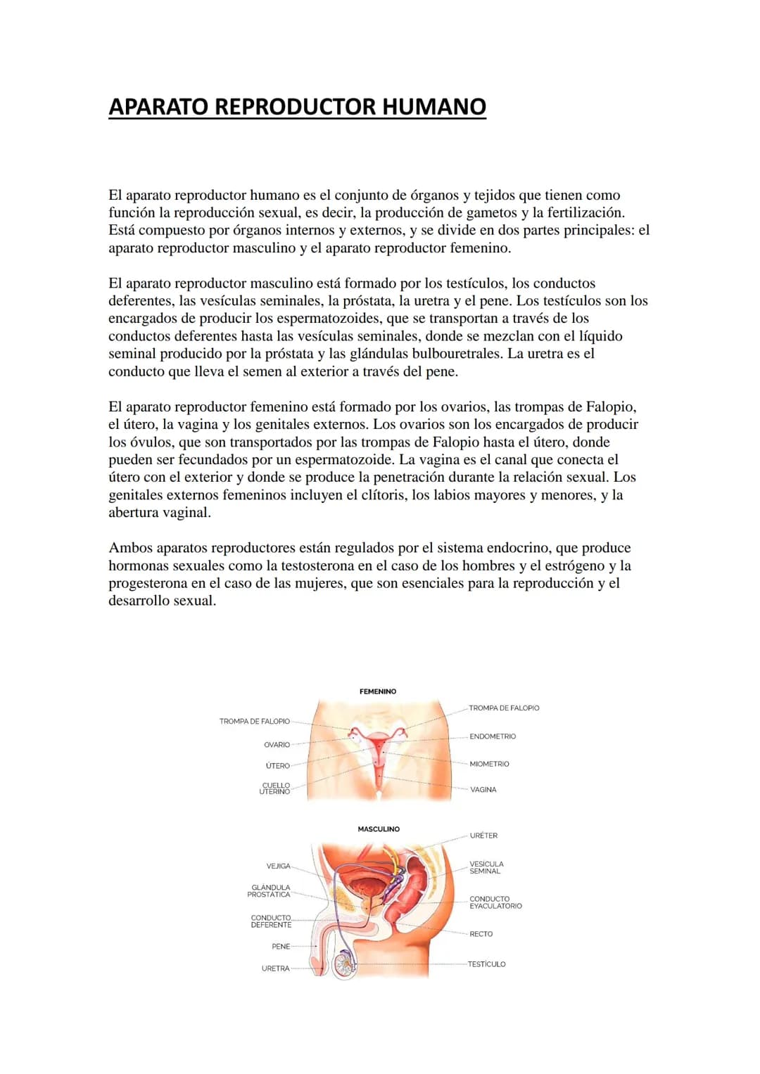 Explicado sencillamente: APARATO REPRODUCTOR HUMANO (Anatomía) - Knowunity